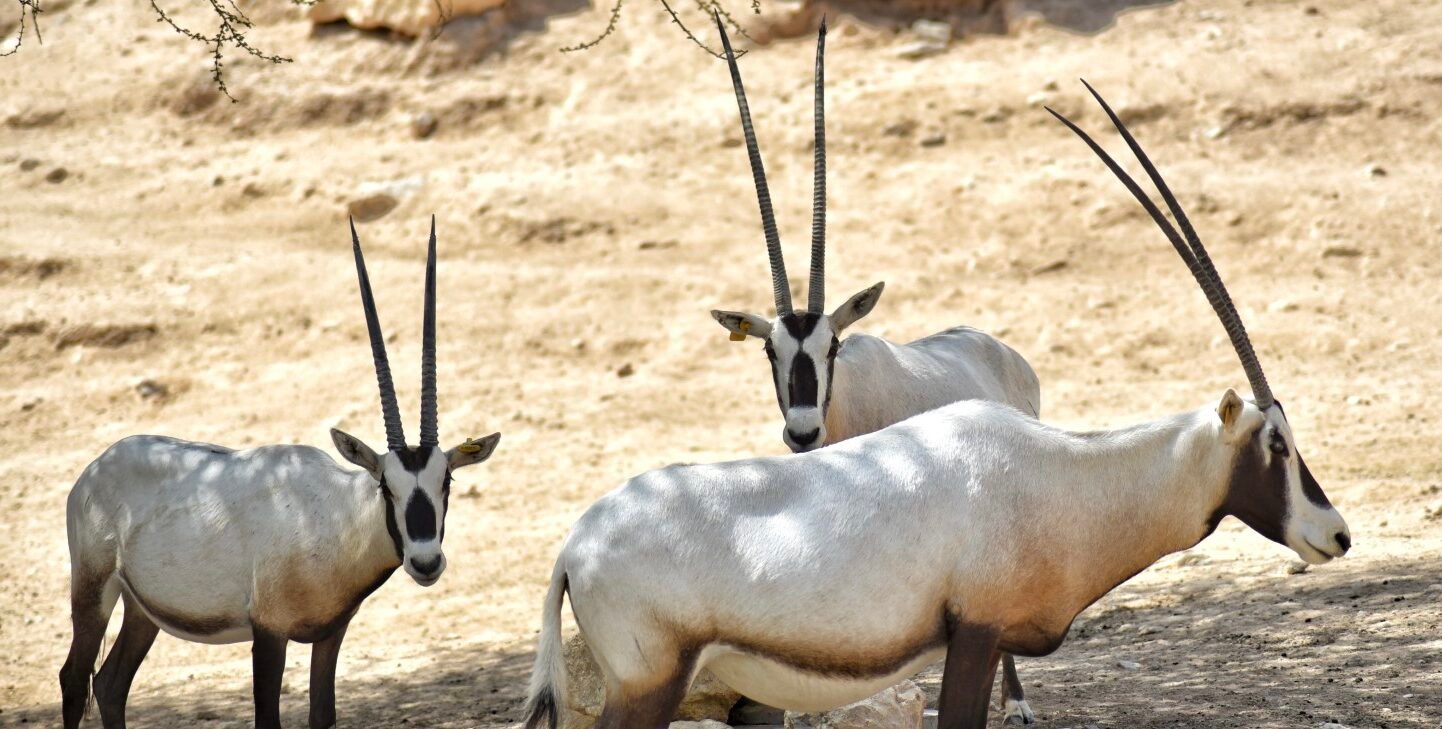 Quels Sont Les Animaux En Voie D'Extinction Et Leur Situation Actuelle