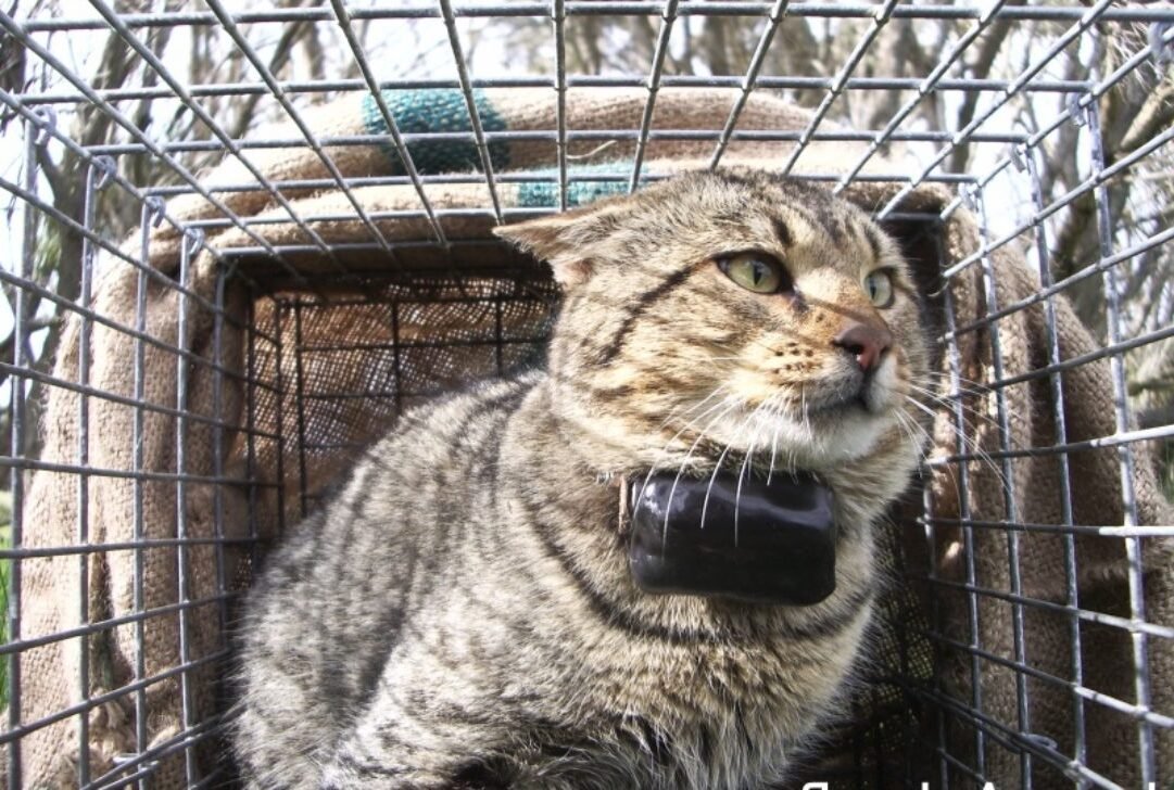 Comment choisir la meilleure cage trappe pour chat chez Jardiland