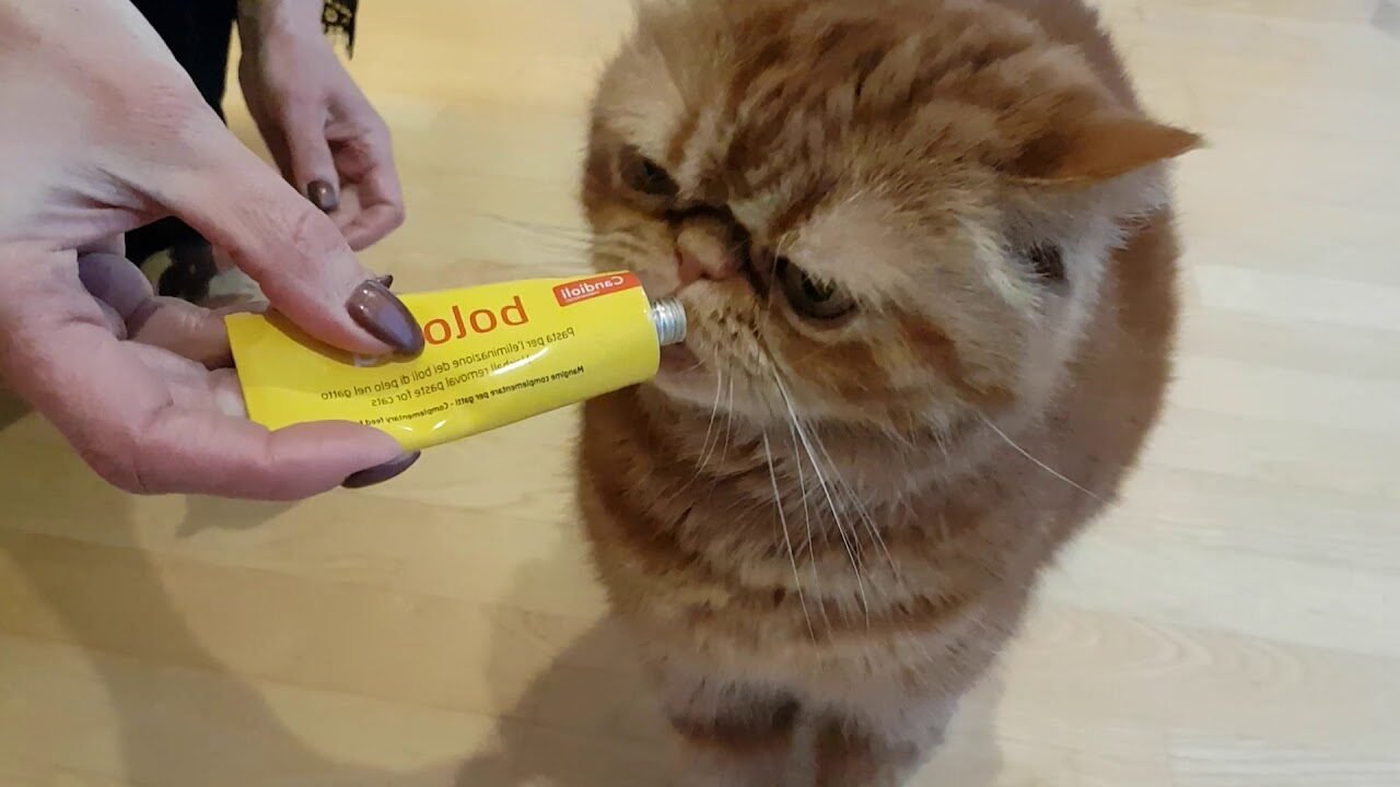 Quelle est la meilleure pâte appétente pour chat chez Maxi Zoo