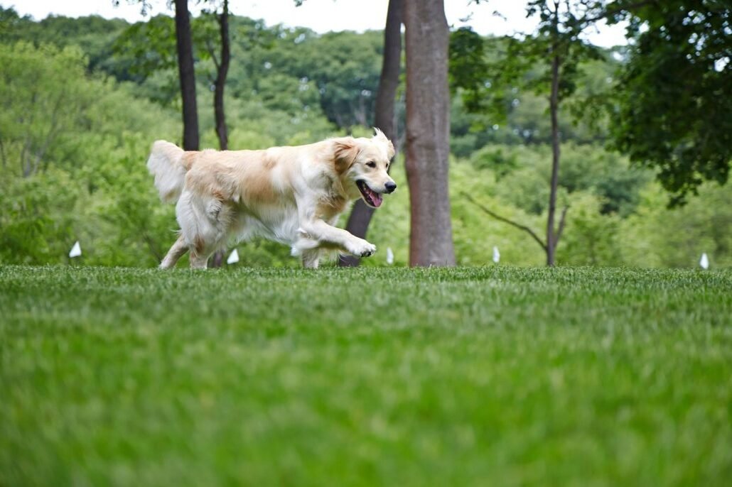 Comment choisir une clôture électrique sans fil pour votre chien