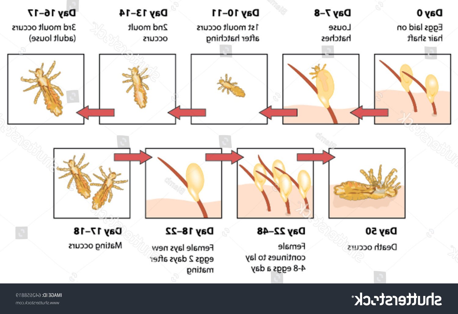 Quelle est la durée de vie d'un poux et comment se reproduit-il