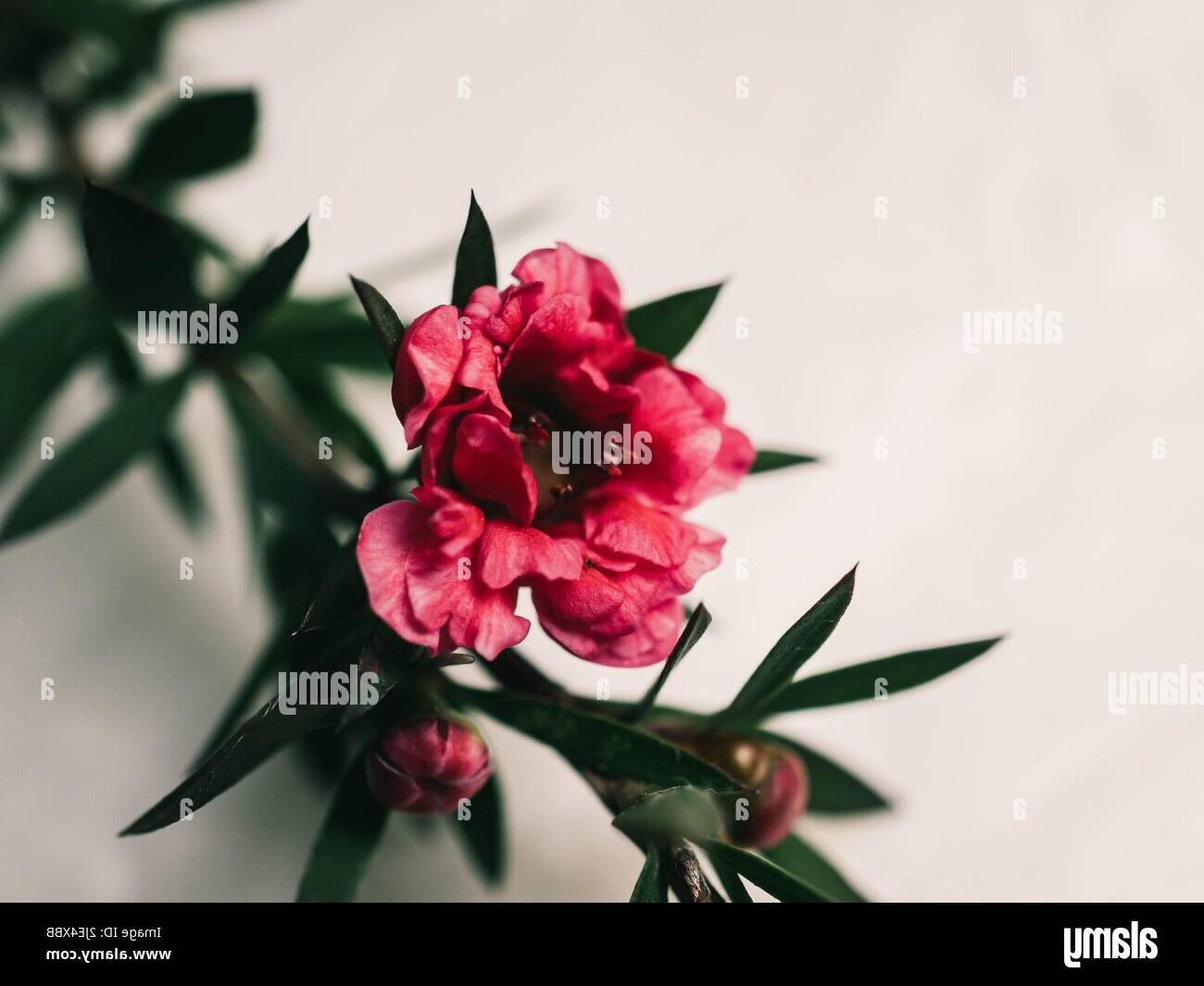 Quelle est la signification de la fleur d'amour "Je t'aime"