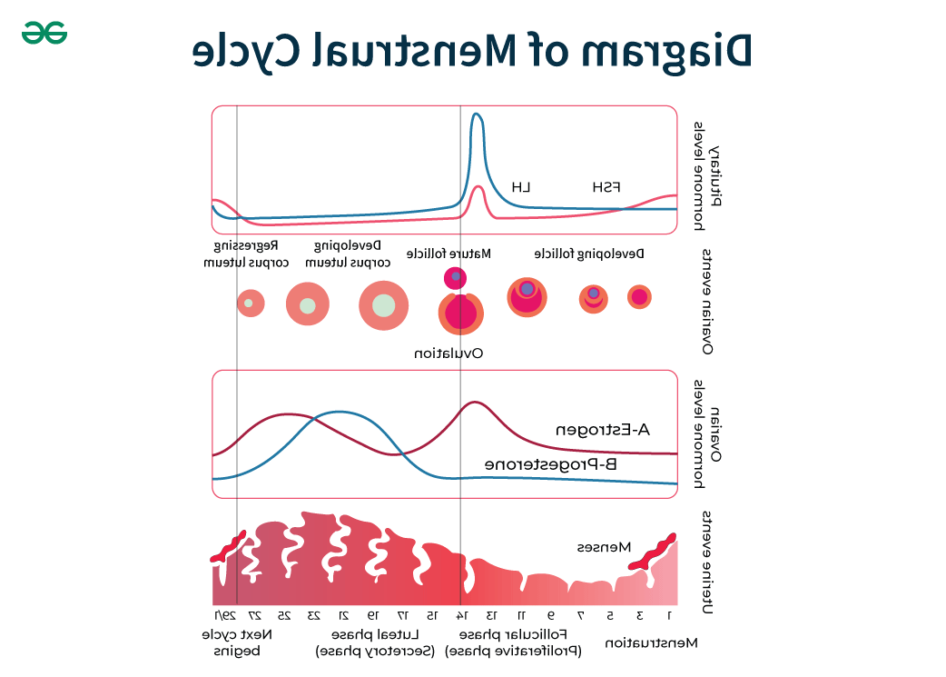 Quel schéma explicatif du cycle menstruel est le plus clair et précis