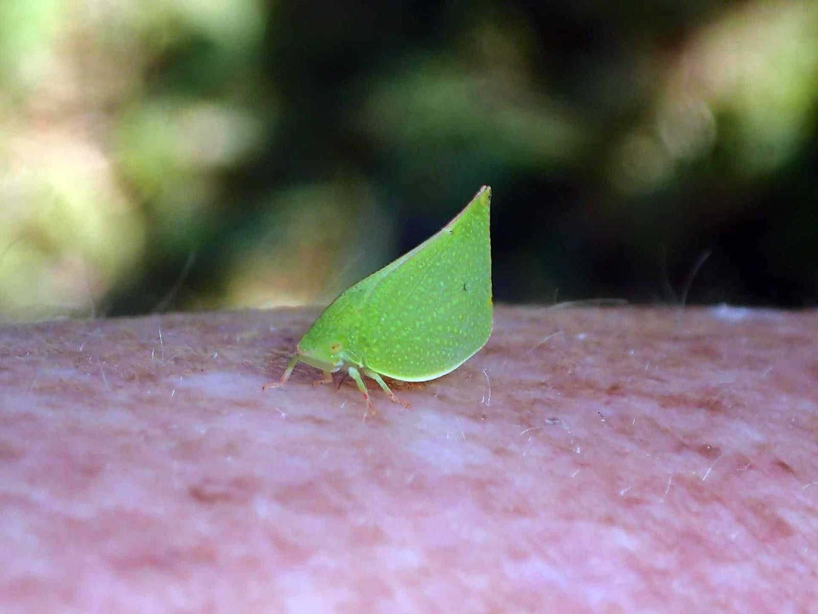 C'est quoi cet insecte Guide d'identification des insectes courants