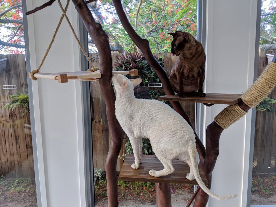 Où trouver les meilleurs arbres à chat sur Le Bon Coin