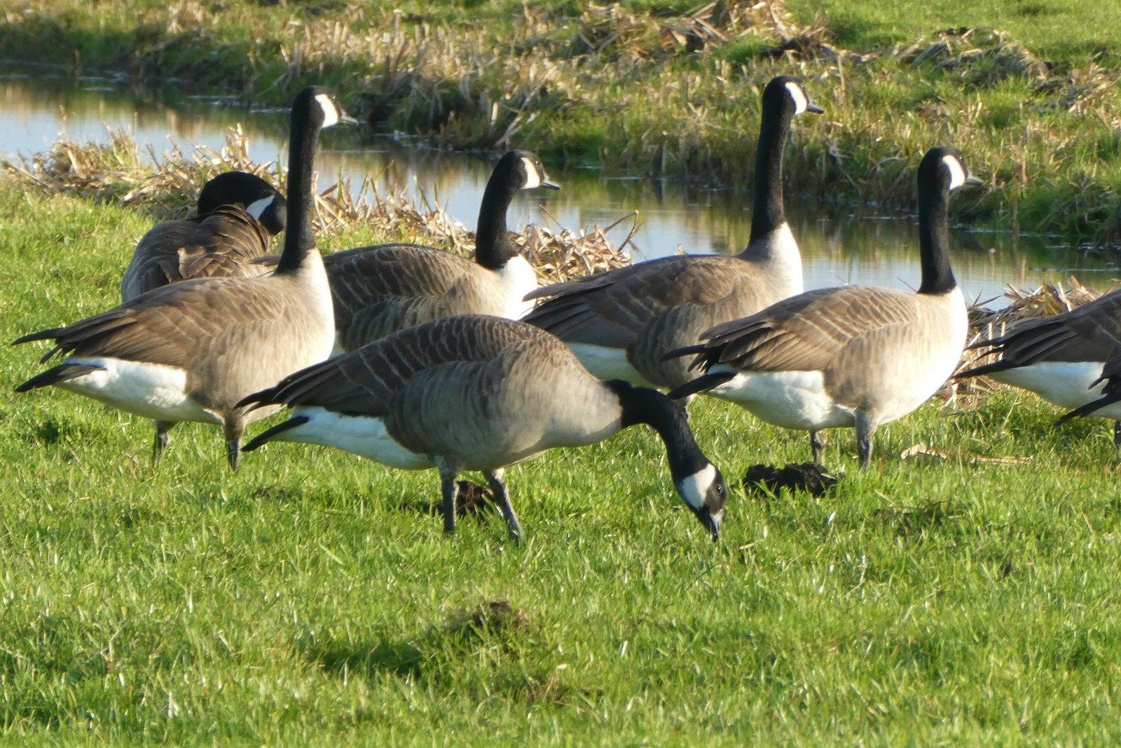 Une petite oie pas si bête : Quelle est la morale de cette histoire